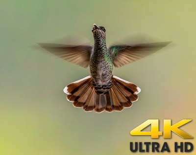 Convert YouTube to MP4 4K with Desktop and Online 4K Video Converters